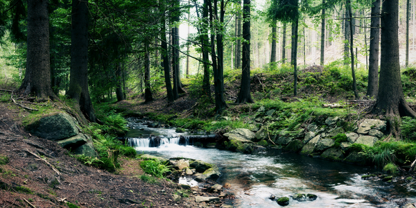 Easy Tips to Teach Students About Conservation – PCS Edventures